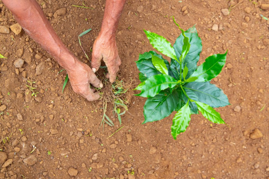 WakeCup Coffee – Coffee from Eastern Nepal